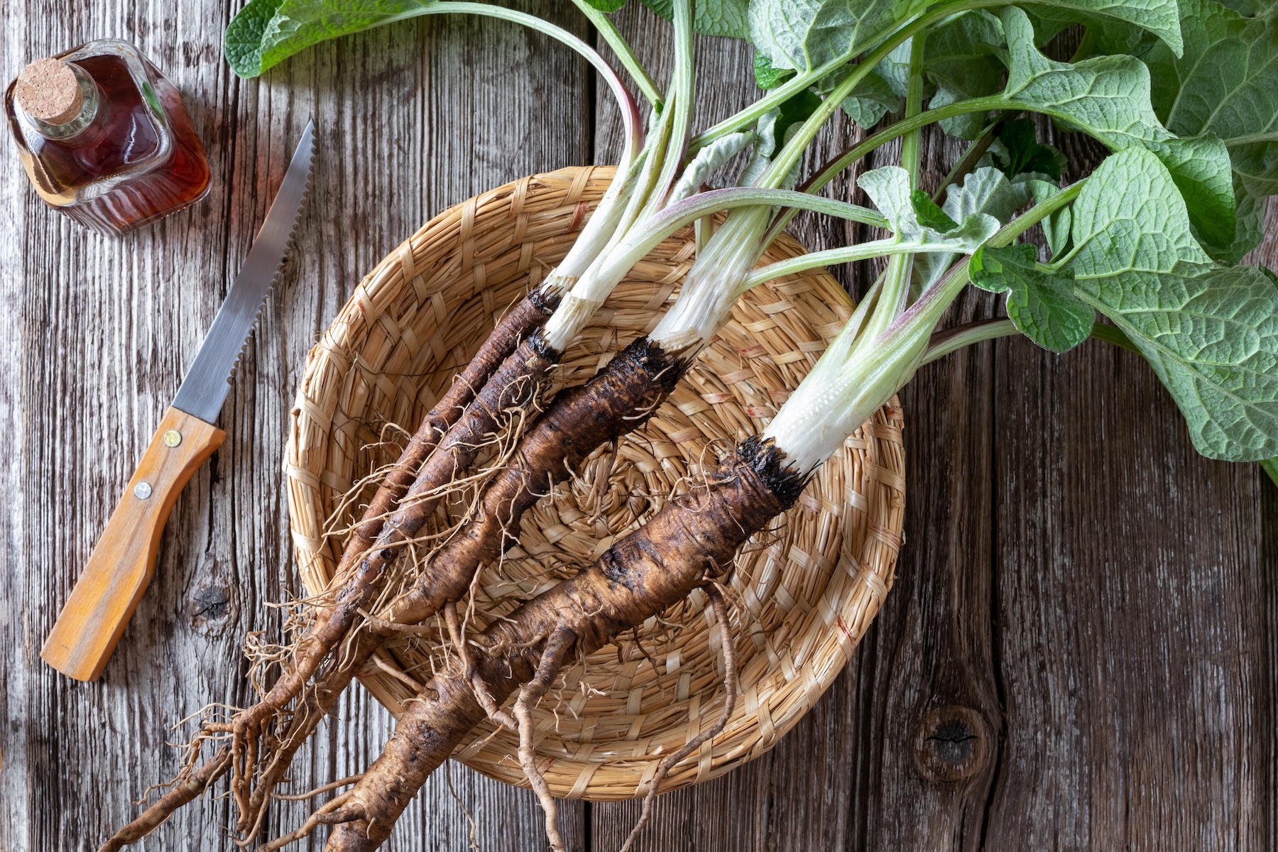 6 Medicinal Herbs for Winter Health - Mother Earth Living